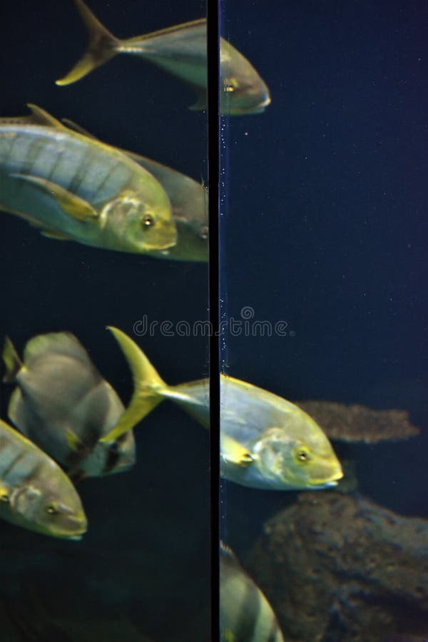 Fish Passing the Edge of an Aquarium Stock Image - Image of frame ...