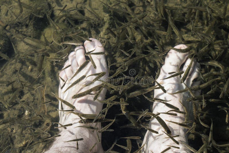 Fish spa for peeling stock image. Image of care, natural - 126860271