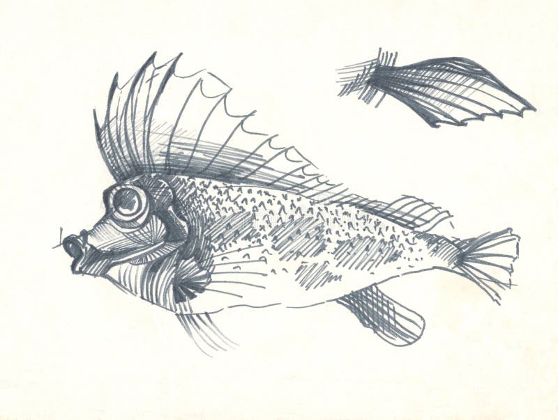 Fish Pen Drawing Sketch Stock Image - Image: 33841811