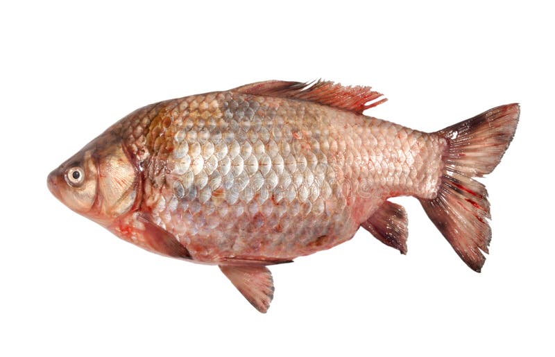 Fish the perch stock image. Image of large, animal, shining - 22376441