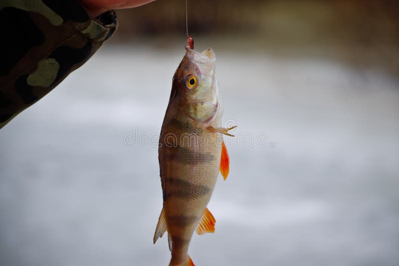Fish Perch Caught Tackle in Hand Stock Image - Image of angler ...