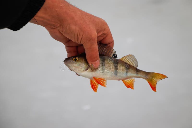 Fish Perch Caught Tackle in Hand Stock Photo - Image of stalking, fish ...