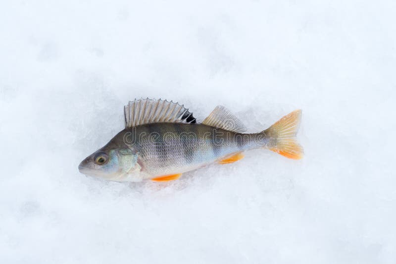 Fish Perch Closeup Lying on Snow Stock Photo - Image of pond, fish ...