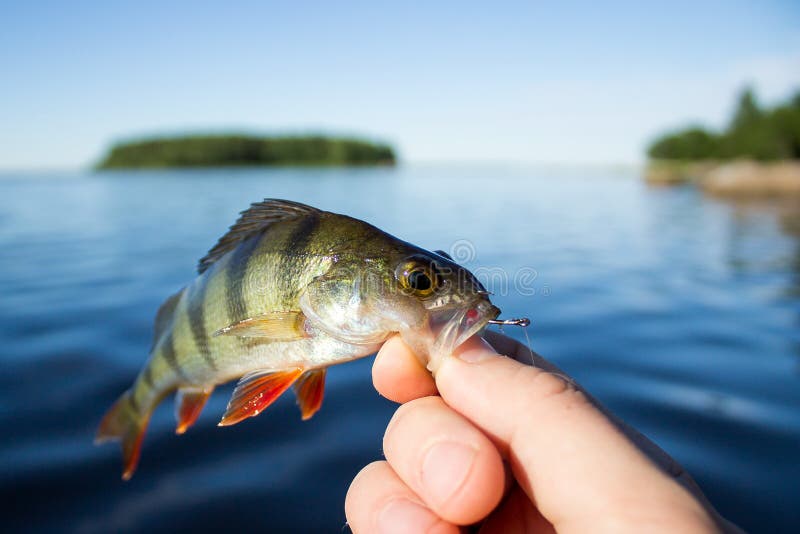 Fish Perch in the Hand of Angler Stock Photo - Image of food, fish ...