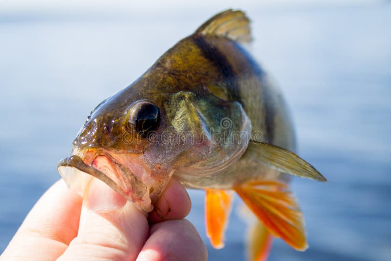 Fish Perch in the Hand of Angler Stock Image - Image of closeup ...