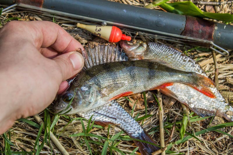Fish Perch in the Hand of Angler Stock Image - Image of bobber, ground ...
