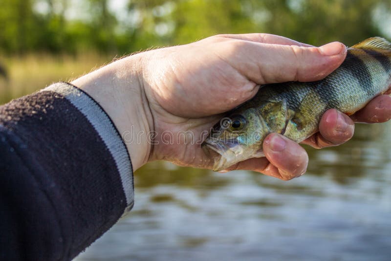 Fish Perch in the Hand of Angler Stock Image - Image of angler, hand ...