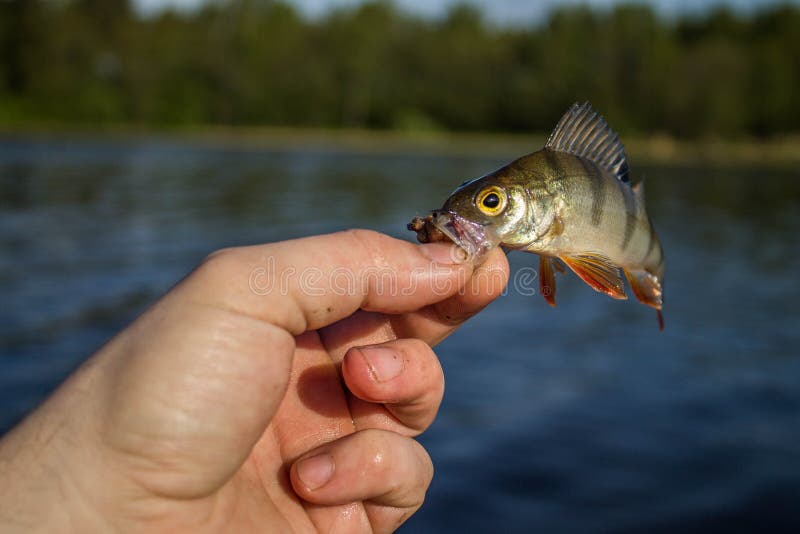 Fish Perch in the Hand of Angler Stock Image - Image of river, hand ...