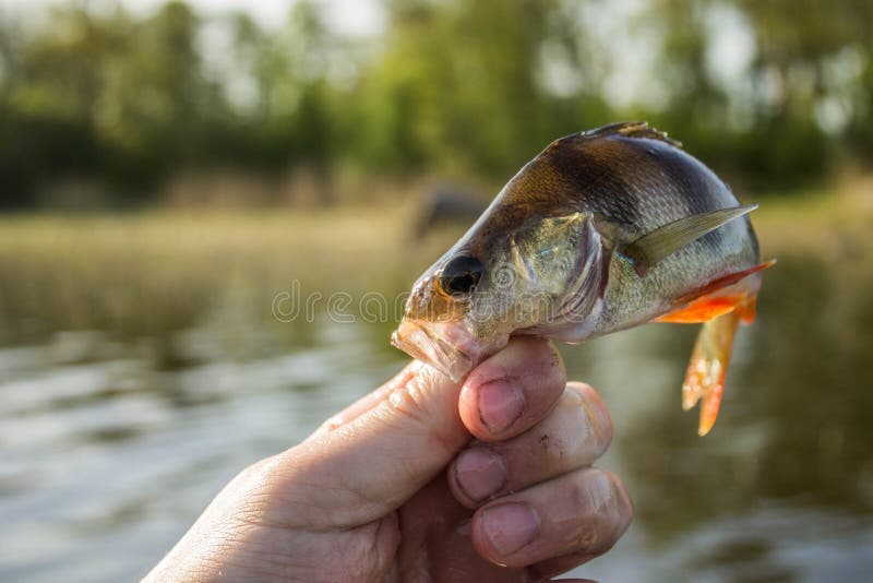 Fish Perch in the Hand of Angler Stock Photo - Image of catch, lake ...
