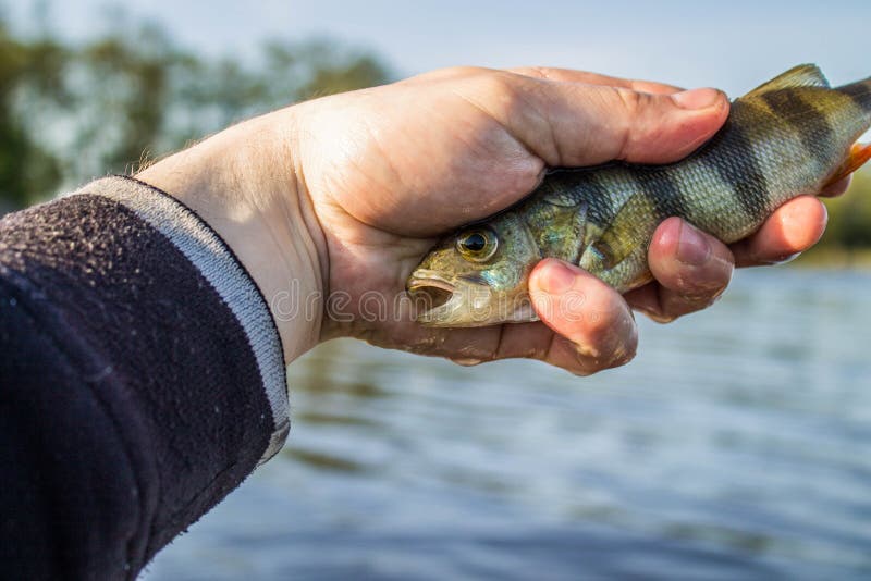 Fish Perch in the Hand of Angler Stock Photo - Image of worm, hand ...