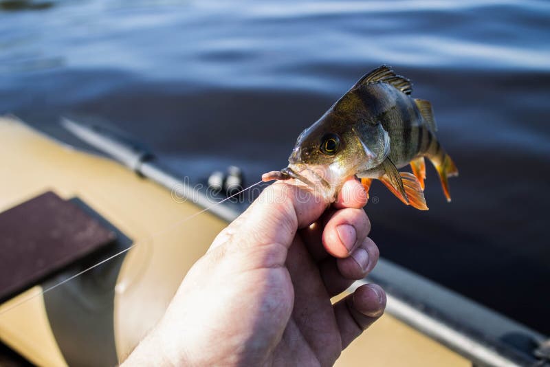 Fish Perch in the Hand of Angler Stock Photo - Image of gulf, perch ...