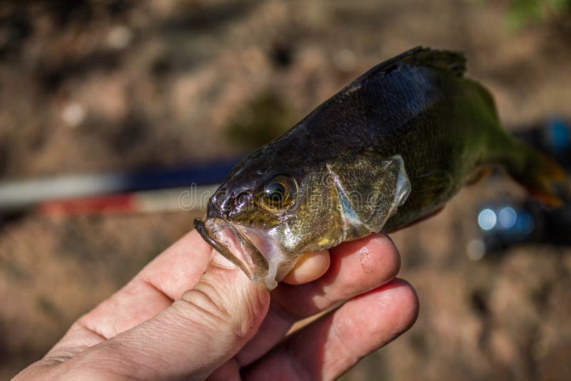 Fish Perch in the Hand of Angler Stock Image - Image of nature, gulf ...