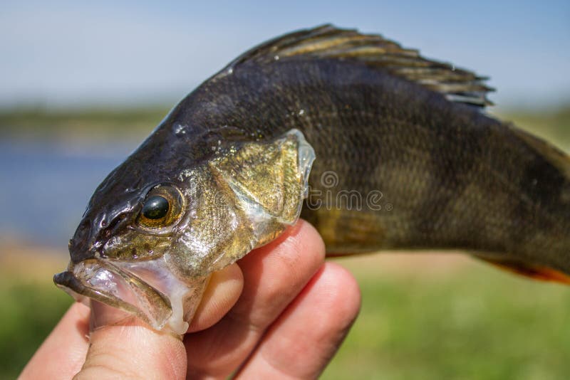 Fish Perch in the Hand of Angler Stock Photo - Image of river, angler ...