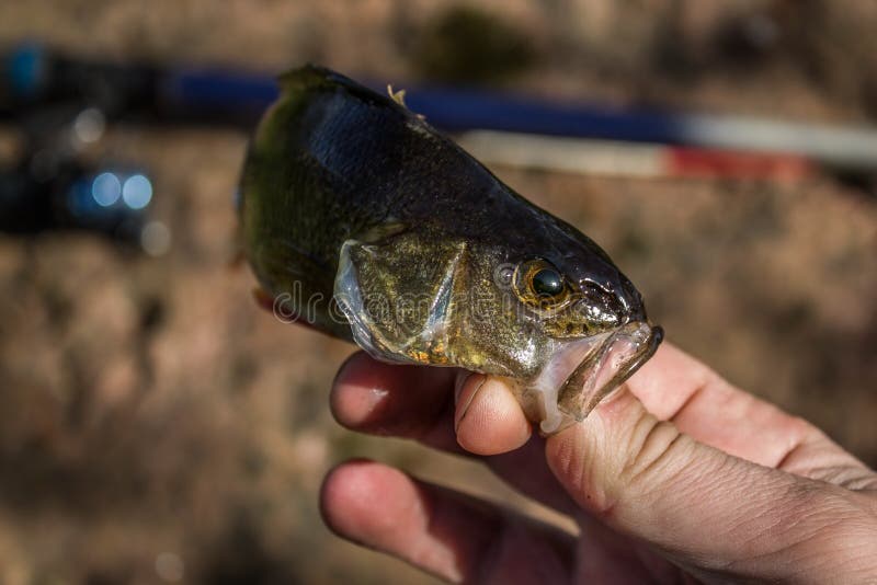 Fish Perch in the Hand of Angler Stock Photo - Image of worm, hand ...
