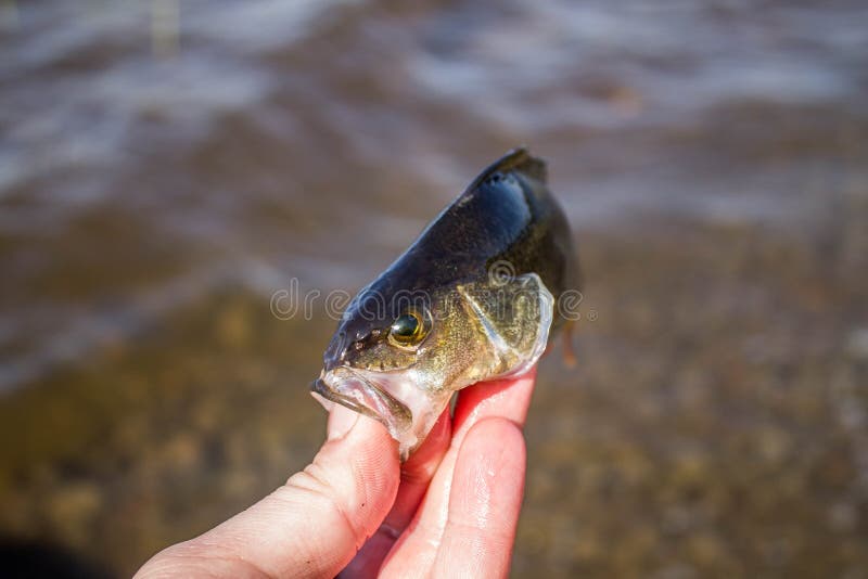 Fish Perch in the Hand of Angler Stock Photo - Image of fish, catch ...