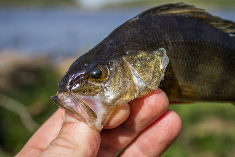 Fish Perch in the Hand of Angler Stock Photo - Image of worm, nature ...