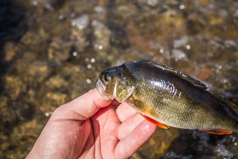 Fish Perch in the Hand of Angler Stock Photo - Image of fishing, nature ...