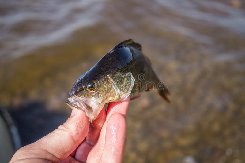 Fish Perch in the Hand of Angler Stock Photo - Image of catch, lake ...