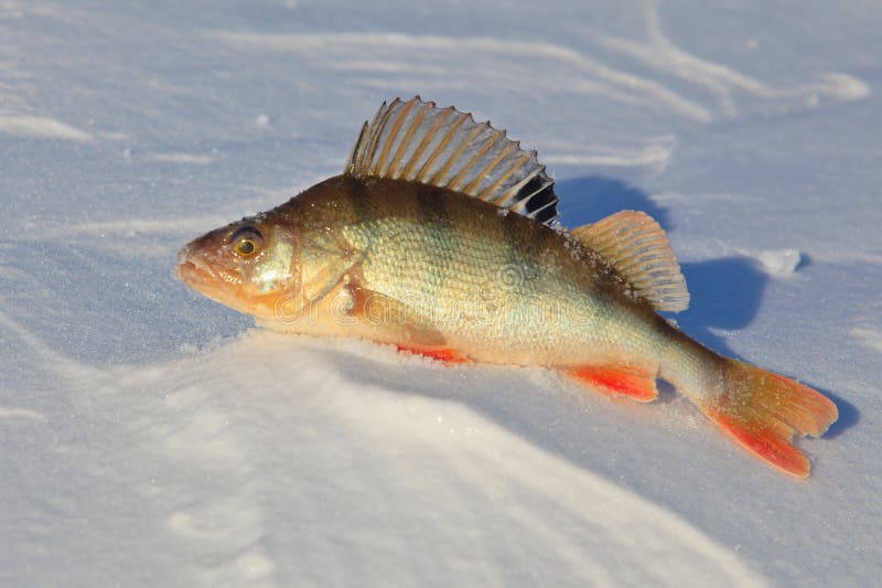 Big Fish Perch on Blue Ice . Stock Image - Image of spray, stream ...
