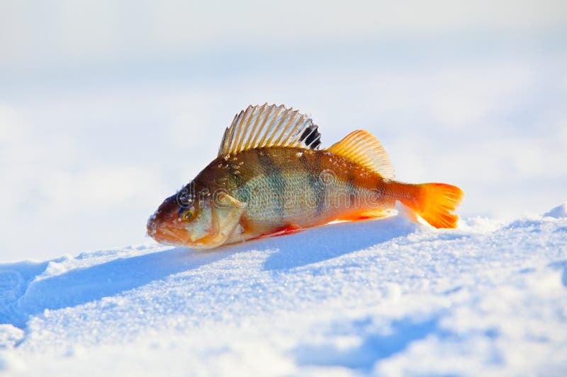 Big Fish Perch on Blue Ice . Stock Photo - Image of closeup, motion ...