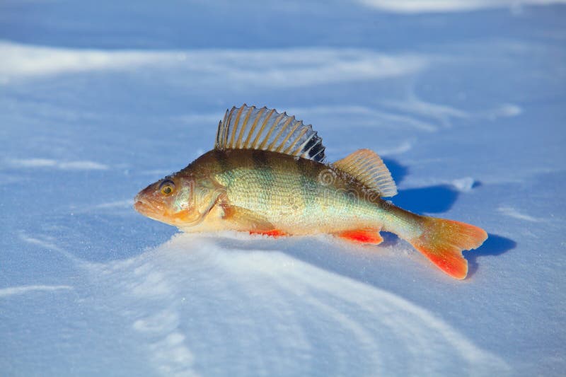 Big Fish Perch on Blue Ice . Stock Photo - Image of fish, bait: 358975980