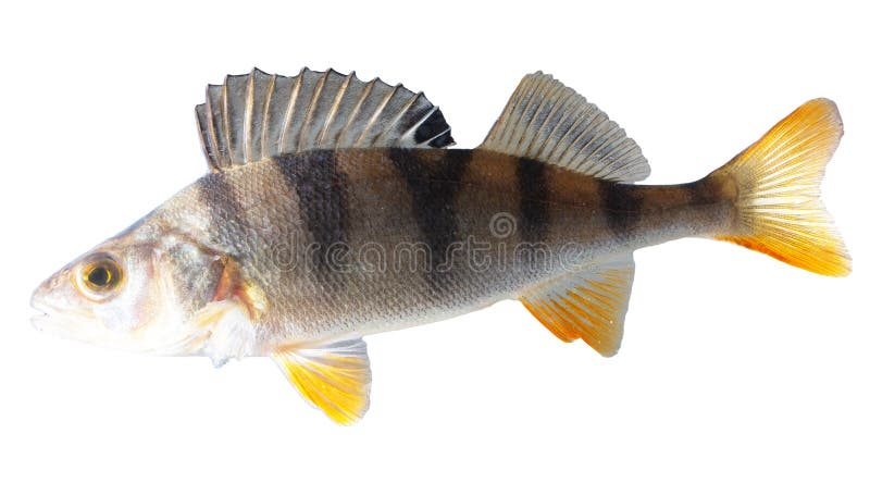 Perch Isolated on White Background Stock Image - Image of fishing ...