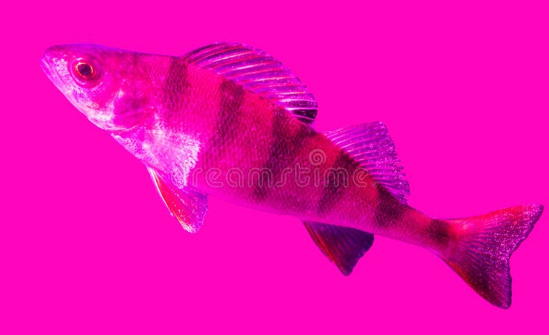 699 Pink Perch Fish Stock Photos - Free & Royalty-Free Stock Photos ...