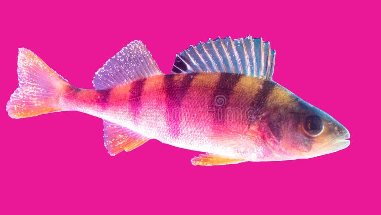 Fish perch in pink color stock photo. Image of perch - 142532144