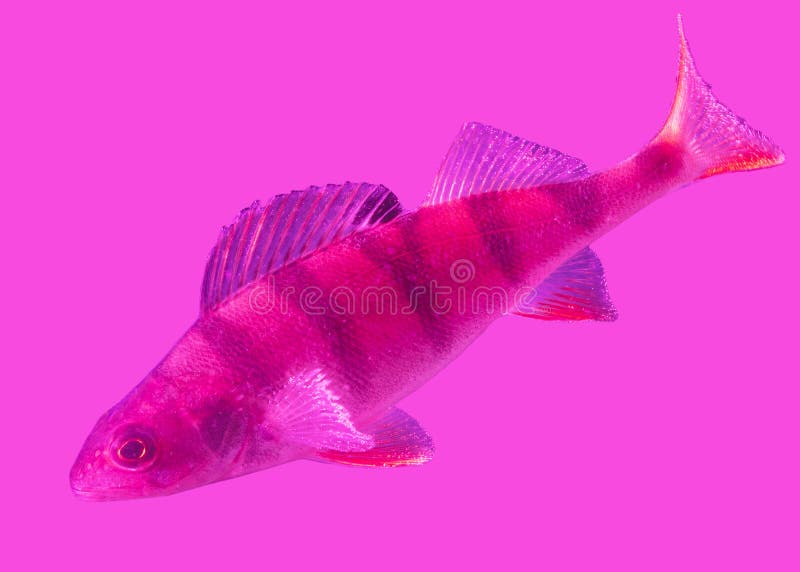 Fish perch in pink color stock image. Image of color - 141466089