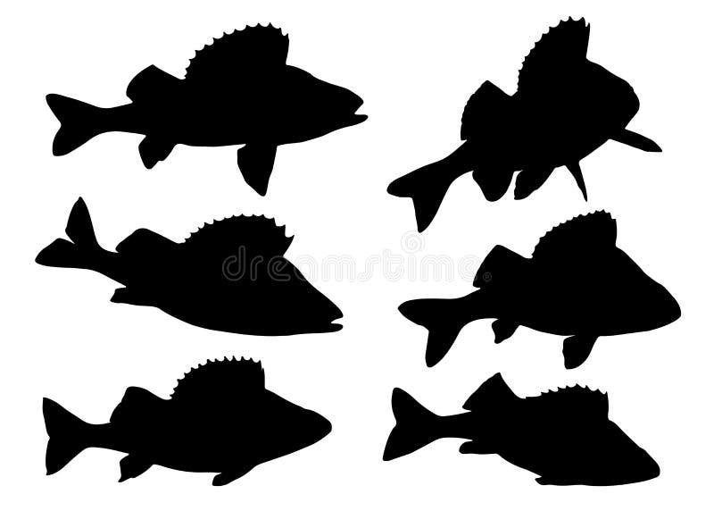 Fish Perch in the Set. Vector Image Stock Vector - Illustration of ...