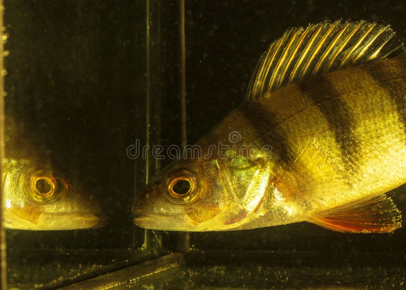 Fish Perch Swims in Aquarium Stock Photo - Image of freshwater ...