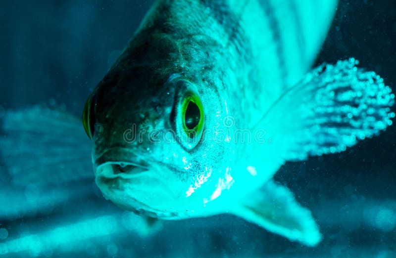 Fish Perch Swims in the Aquarium in Blue Light Stock Image - Image of ...