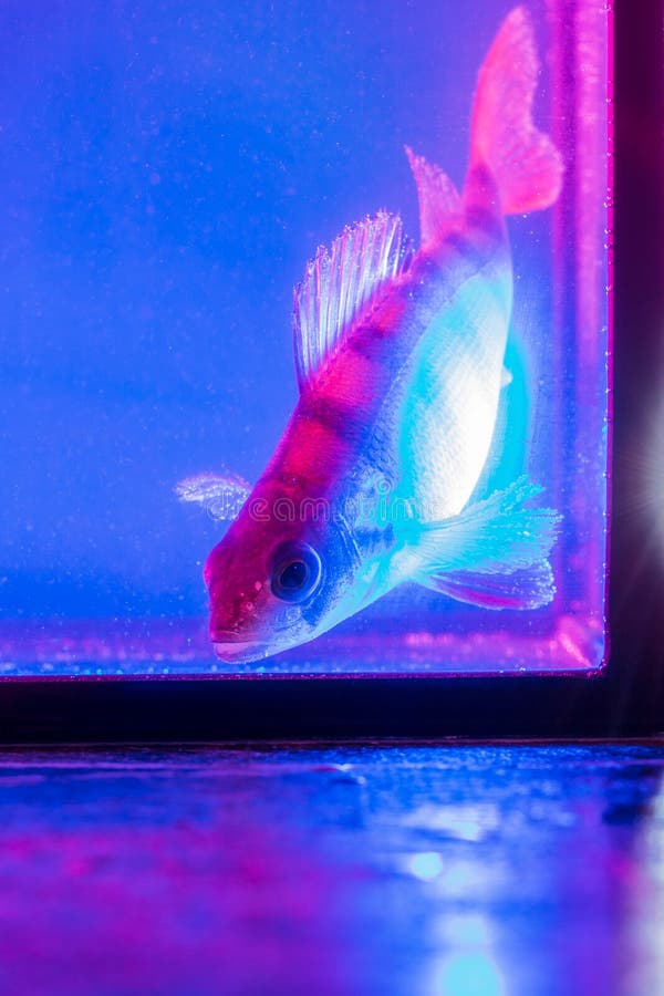 Fish Perch Swims in the Aquarium in Blue and Pink Color Stock Image ...