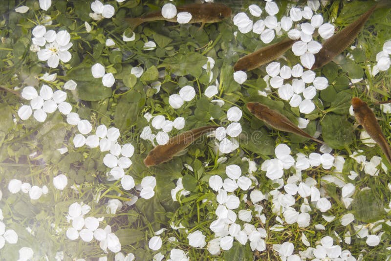 Fish and Petals of Spring Flowers Top View Stock Photo - Image of ...