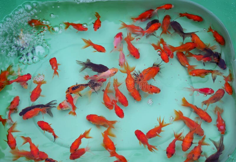 Fish for Pets stock photo. Image of orange, pets, swim - 60701140