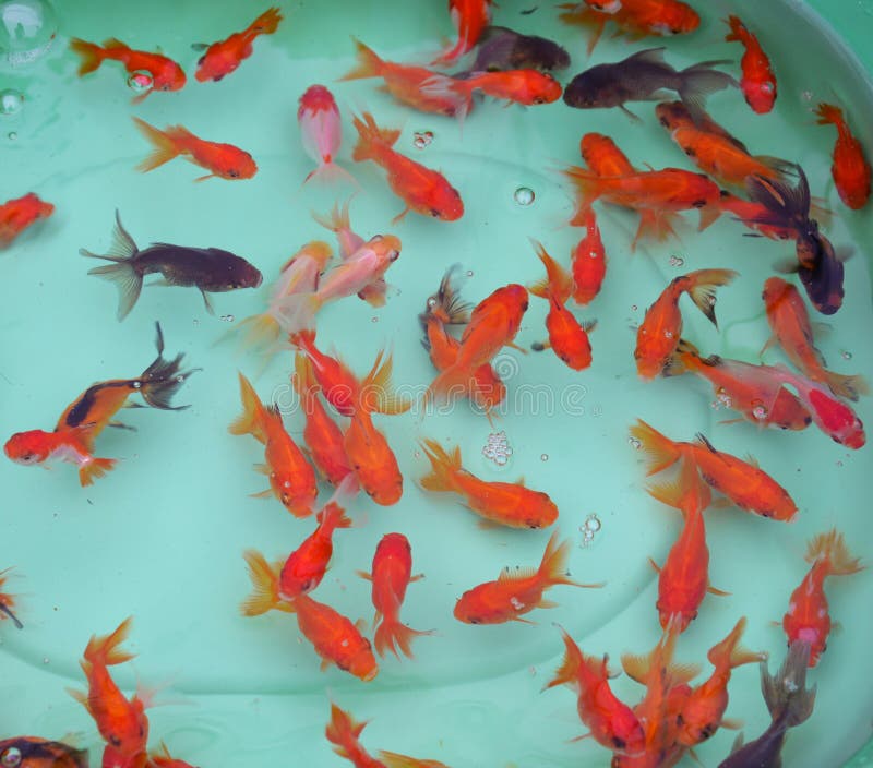 Fish for Pets stock image. Image of animal, white, outdoor - 60701289