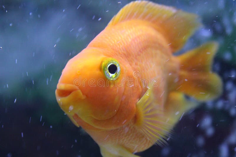 Red Parrot Fish Giving Side Look Stock Image - Image of rain, color ...