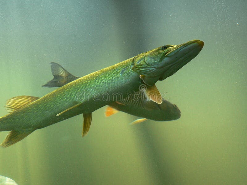 Fish pike stock image. Image of freshwater, european - 75551177