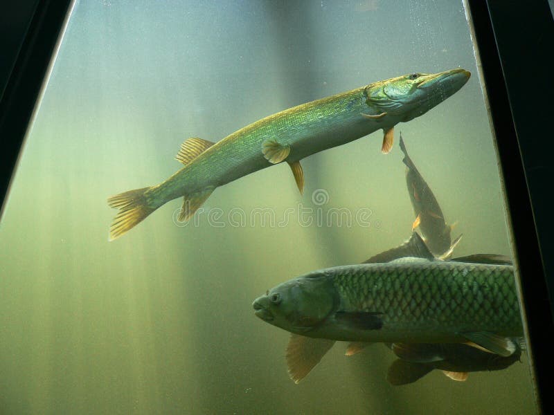 Fish pike stock photo. Image of aquarium, nature, giant - 75551252