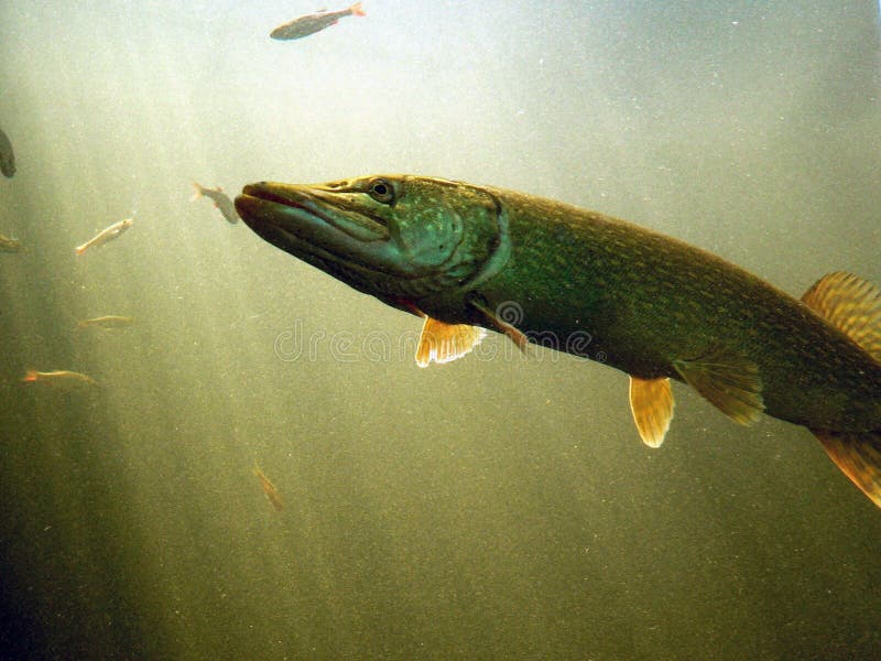 Fish pike stock image. Image of carp, european, anal - 75551267