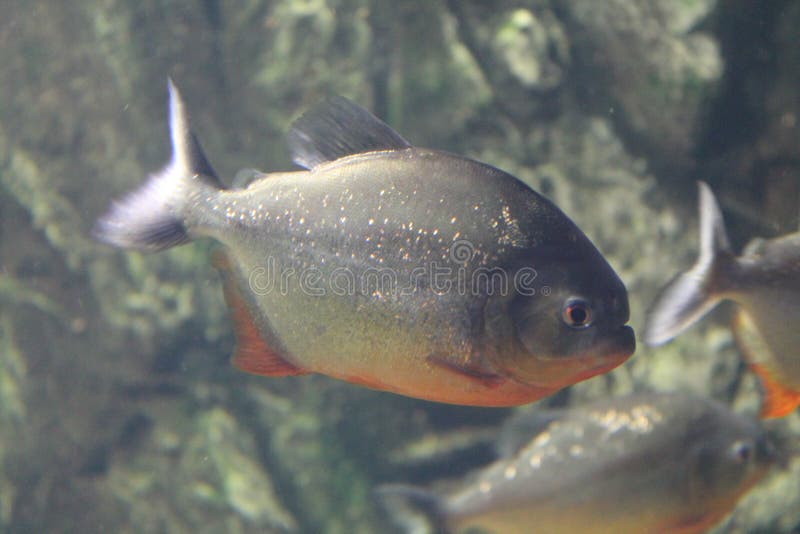 Piranha, fish of brazil stock photo. Image of mouth, fish - 15224174