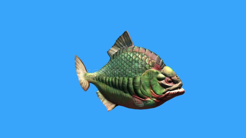 Fish Piranha Fast Swim Blue Screen 3D Rendering Animation Stock Video ...