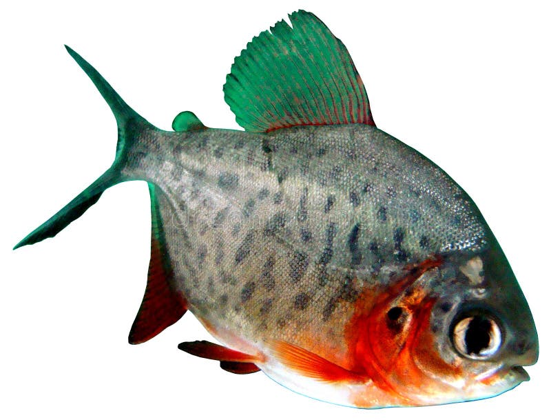 Fish Piranha Red Paku Of Colossoma Bidens Stock Image - Image of water ...