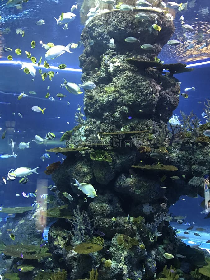 Fish place editorial photo. Image of biome, coral, singapore - 90839106