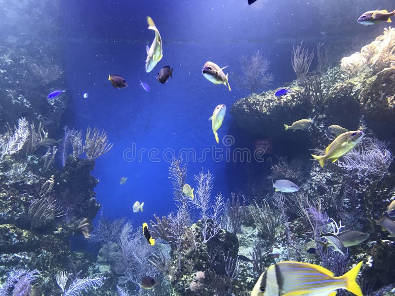Fish place editorial stock photo. Image of fish, ocean - 90839148
