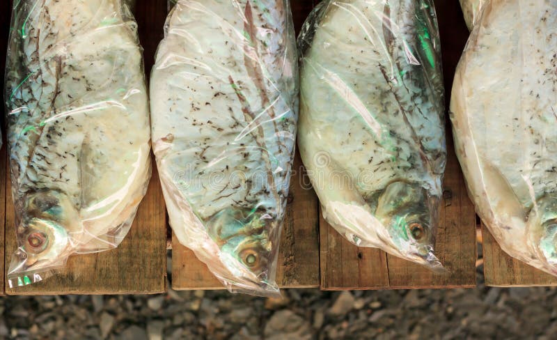 Fish in the plastic bag. stock photo. Image of natural - 58955346