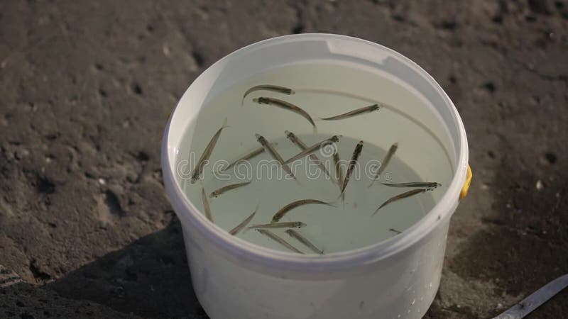 Fish in a plastic bucket. stock footage. Video of footage - 135429298