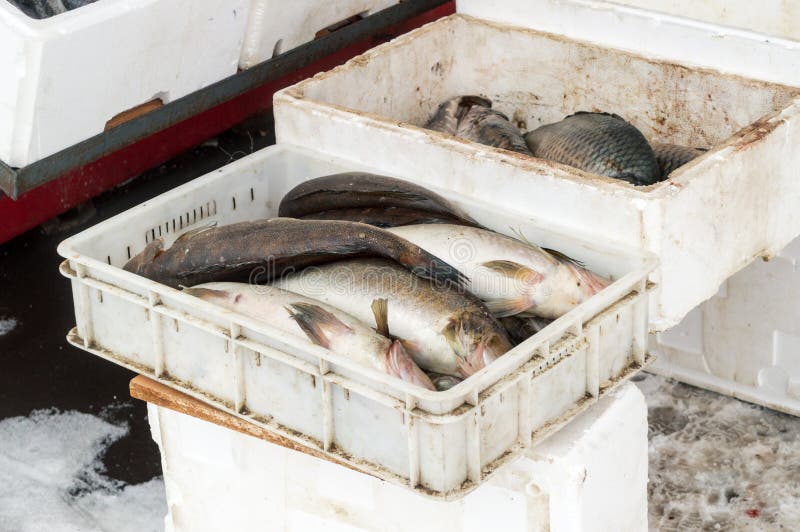 Fish in Plastic Containers. Fish Trading on the Market Stock Photo ...