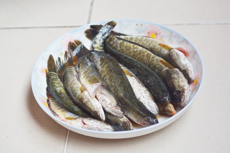 Fish in plate stock photo. Image of fresh, isolated, close - 69036476