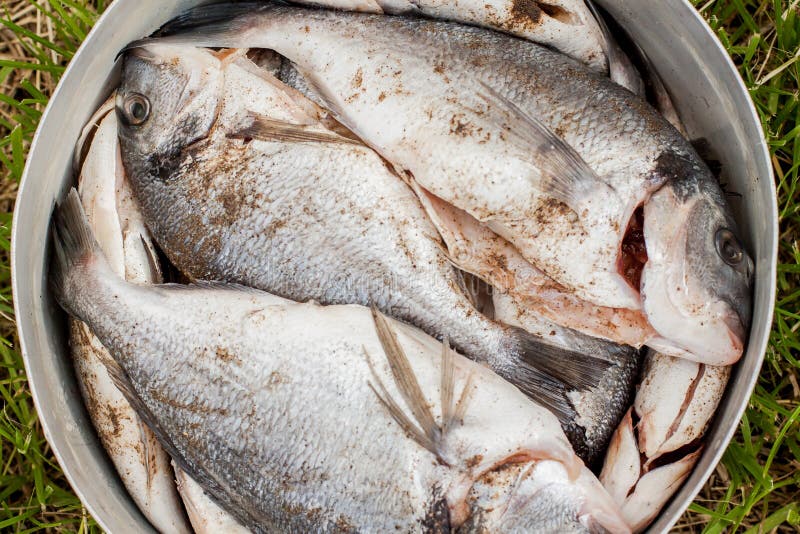 Fish in the plate stock photo. Image of meal, fish, cooked - 73606408